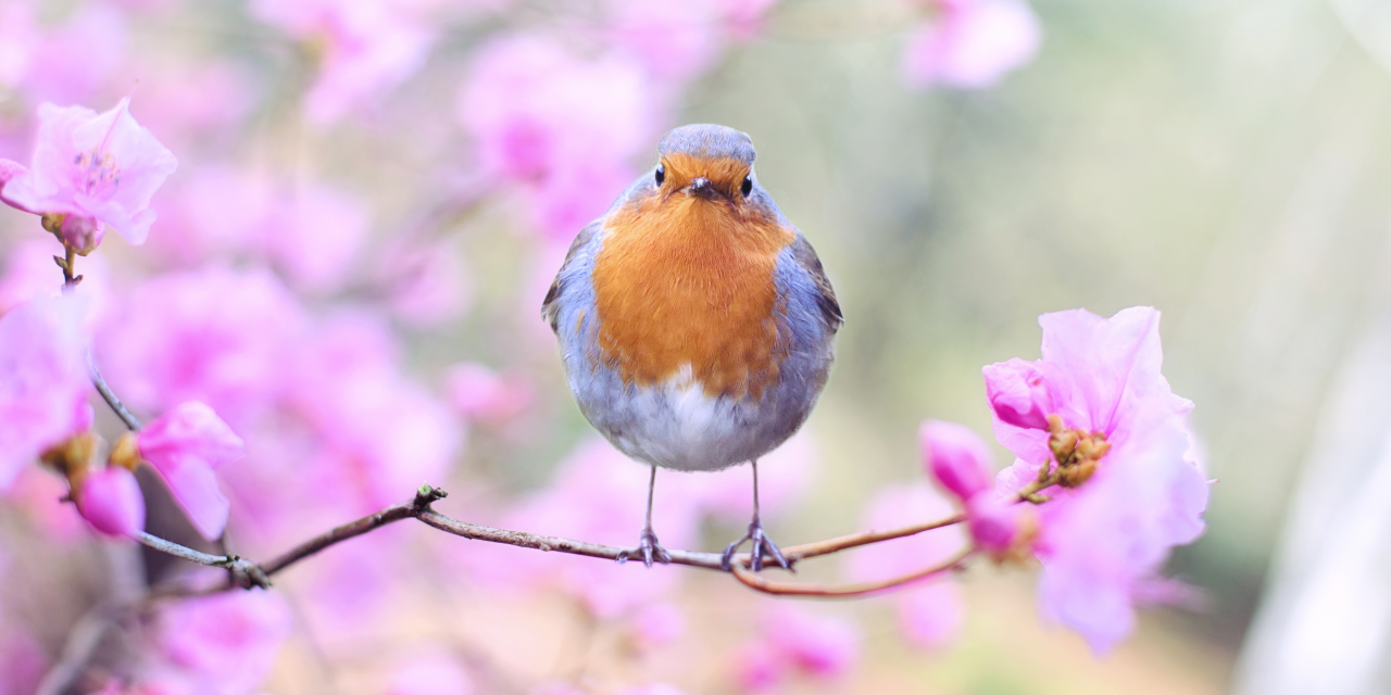 Birds help boost our mental health - Bridge, Burton & Trent Court